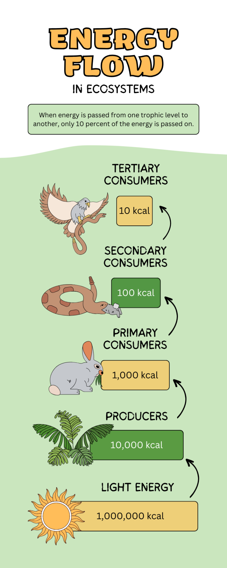 Ecosystem Ecology – Introductory Biology: Ecology, Evolution, and ...