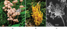 The Fungi Kingdom – Introductory Biology: Ecology, Evolution, and ...