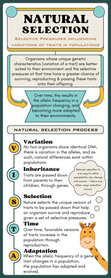 Natural Selection & Population Genetics – Introductory Biology: Ecology ...