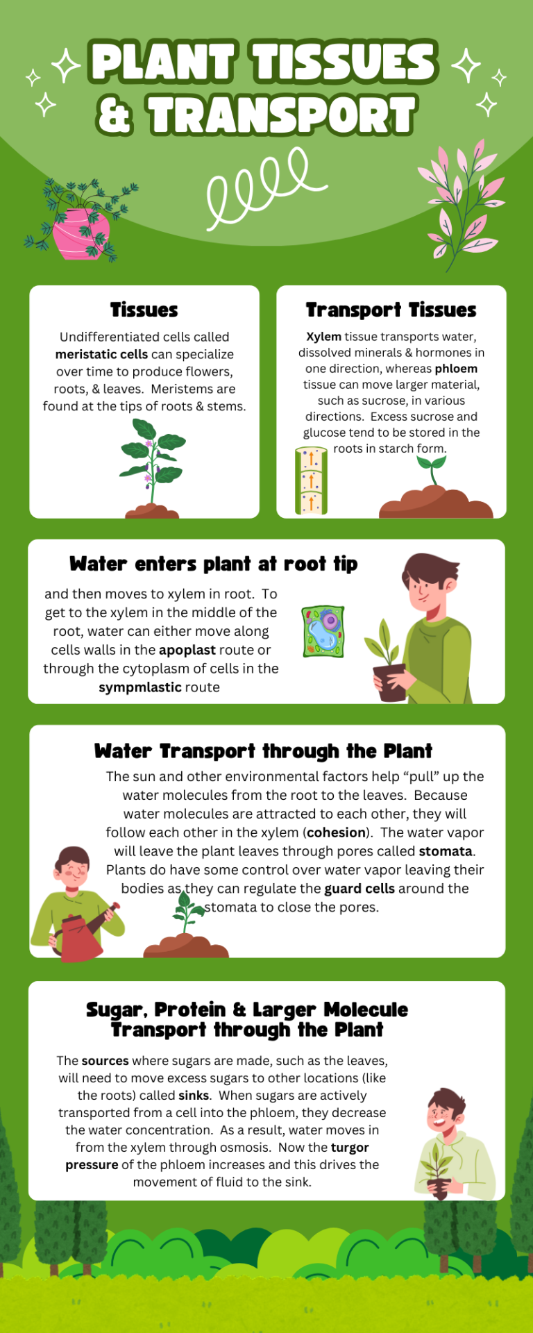 Plant Transport – Introductory Biology: Ecology, Evolution, and ...