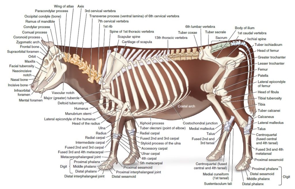 Whole body skeletal and muscle diagrams – Unit 2: Musculoskeletal System