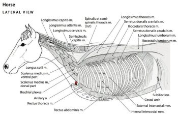 MSK LAB 13A – Thoracic wall osteology, arthrology and myology – Unit 2 ...