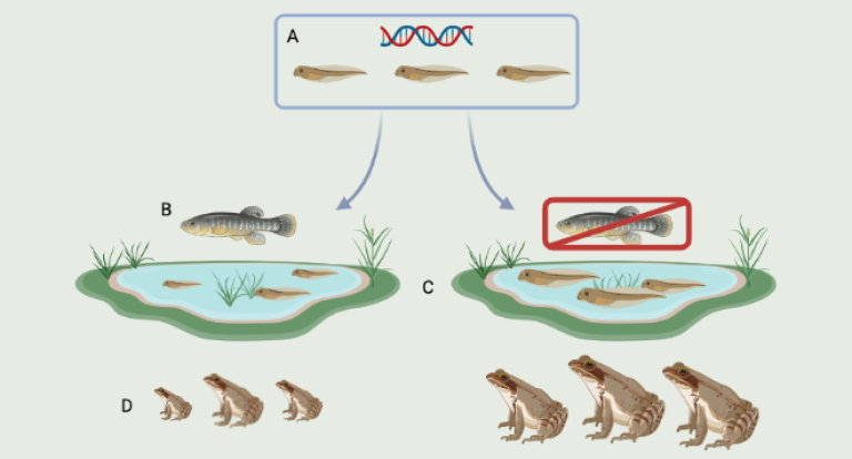 Chapter 1: Adaptation and Evolution – Applied Ecology